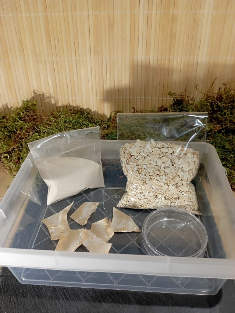 Kit Blob « blanc » – Planète Fourmis